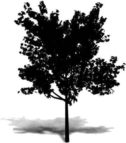 Download Summer Tree Png Transparent Images - Axonometrie Tree - ClipartKey