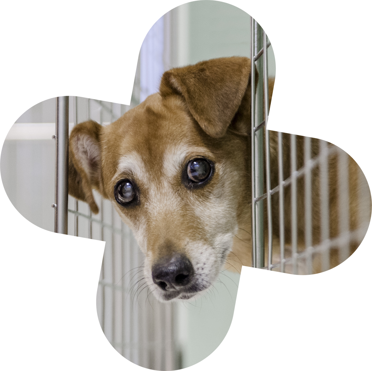 Download Transparent Sad Puppy Png - Companion Dog - ClipartKey