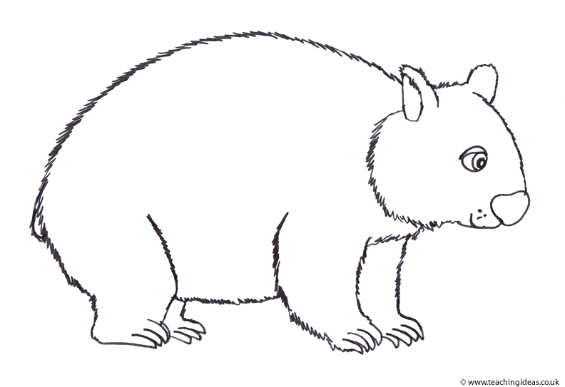 Download Wombat - ClipartKey
