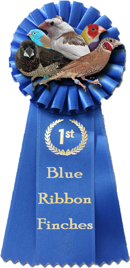 Download Transparent Blue Ribbon Bow Png - Transparent Background First ...