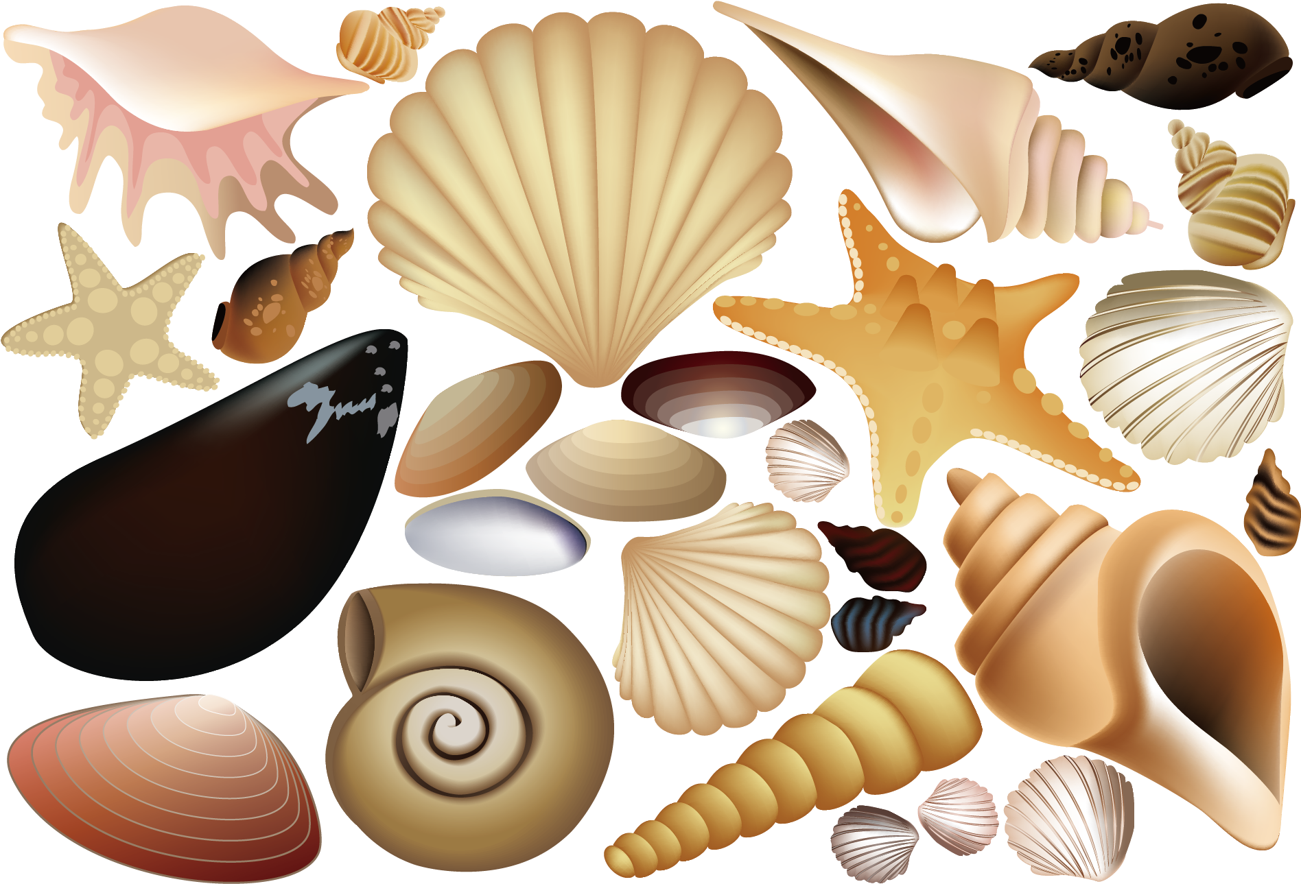 Download Seashell Euclidean Vector Illustration Shellfish Shells ...