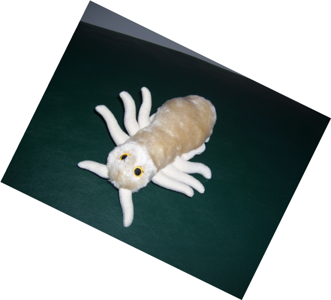 Download Stuffed Lice - Human Body Louse - ClipartKey