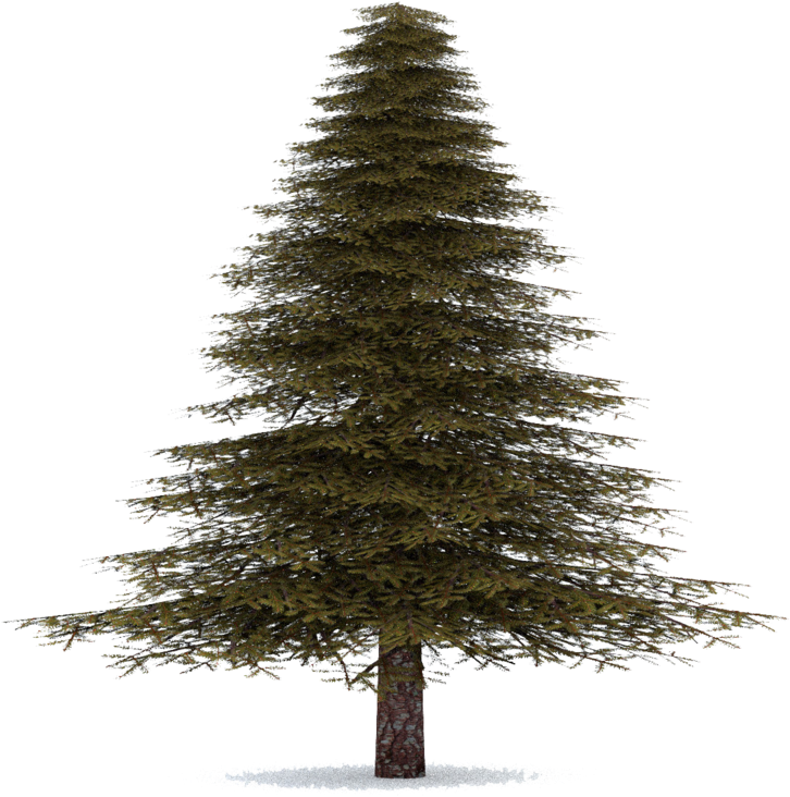 Download Transparent Hemlock Tree Clipart - Spruce Tree Transparent ...