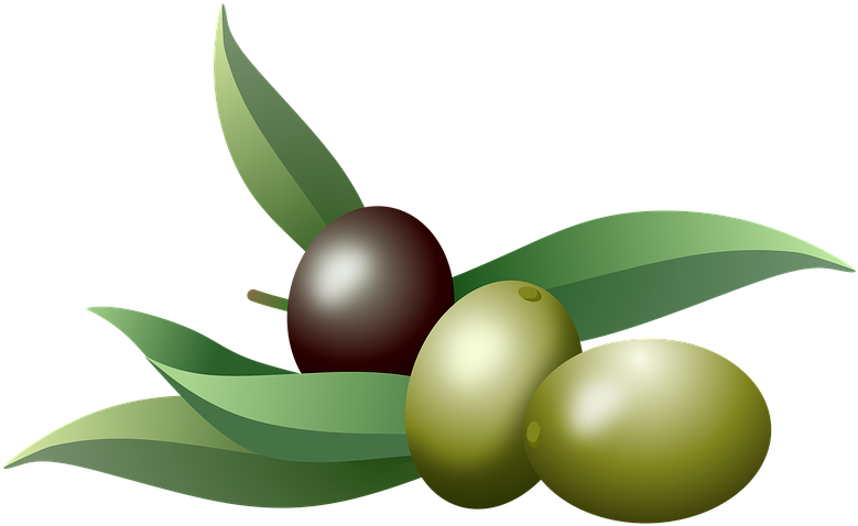 Download Olives, Oil, Fruits, Olive Tree, Branch, Nature, Plants ...
