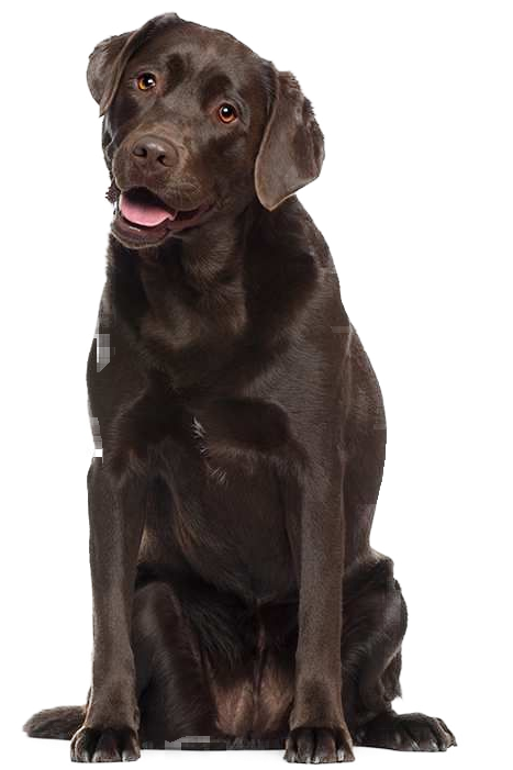 Download Transparent Labrador Retriever Png - Labrador Dog - ClipartKey