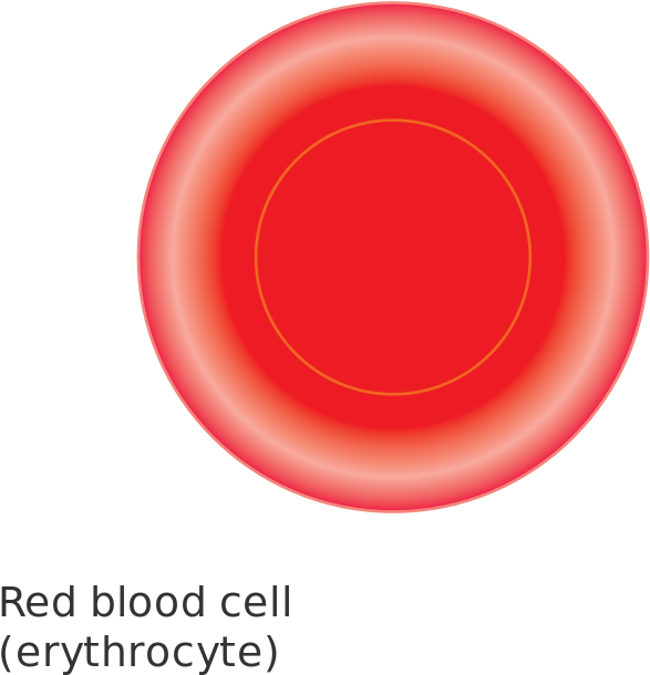 Download Diagram Of A Red Blood Cell Cruk - Circle - ClipartKey
