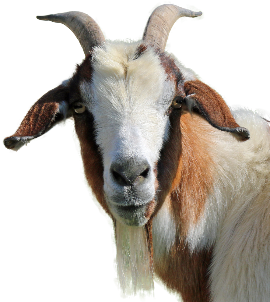 Download Goat Face Png - Transparent Background Goat Png - ClipartKey
