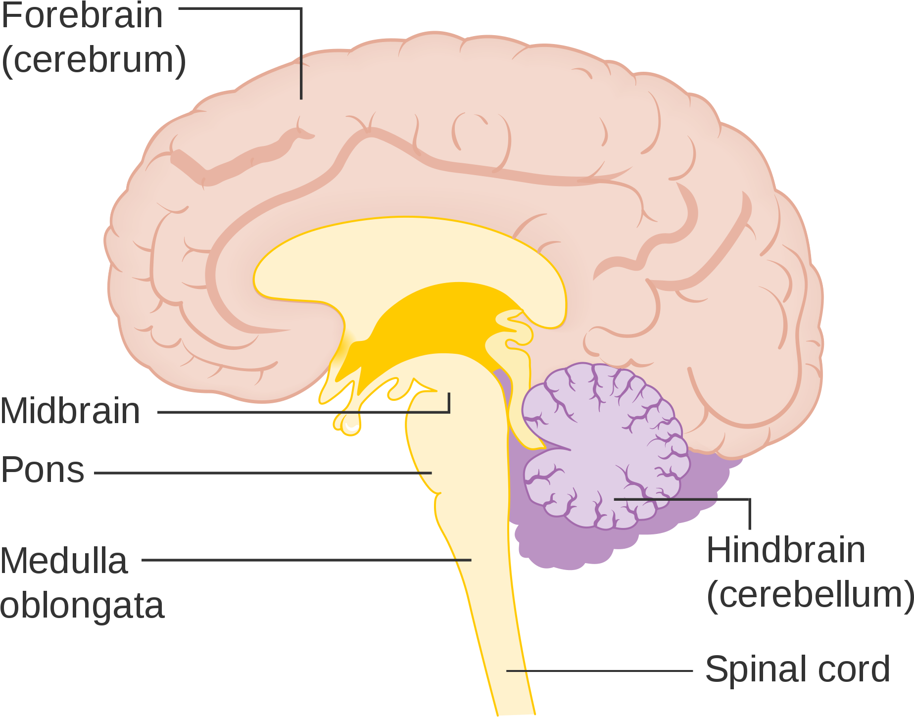 Download Transparent Brain Outline Png - Human Brain - ClipartKey