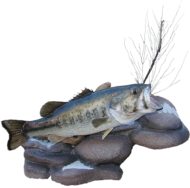 Download Transparent Largemouth Bass Png - Bass - ClipartKey