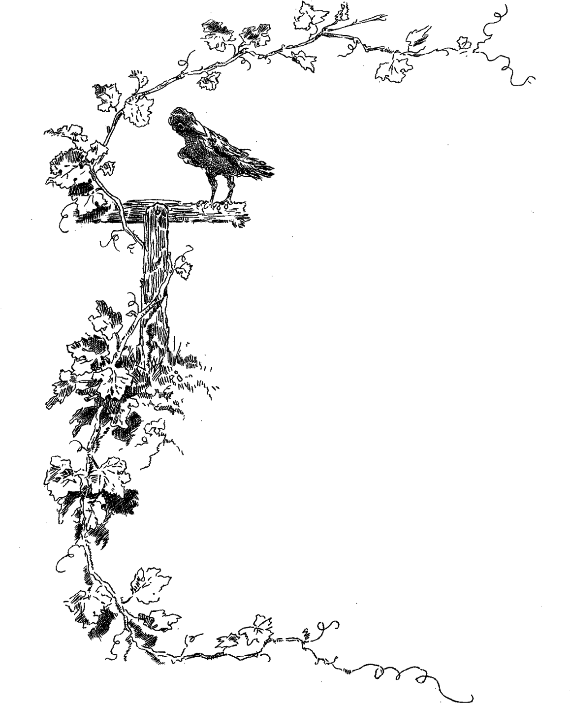 Download Border Stock Image Botanical - Border Design Black And White ...