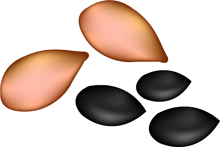 Download Watermelon Seed Oil Clip Art - Watermelon Seeds Clip Art ...