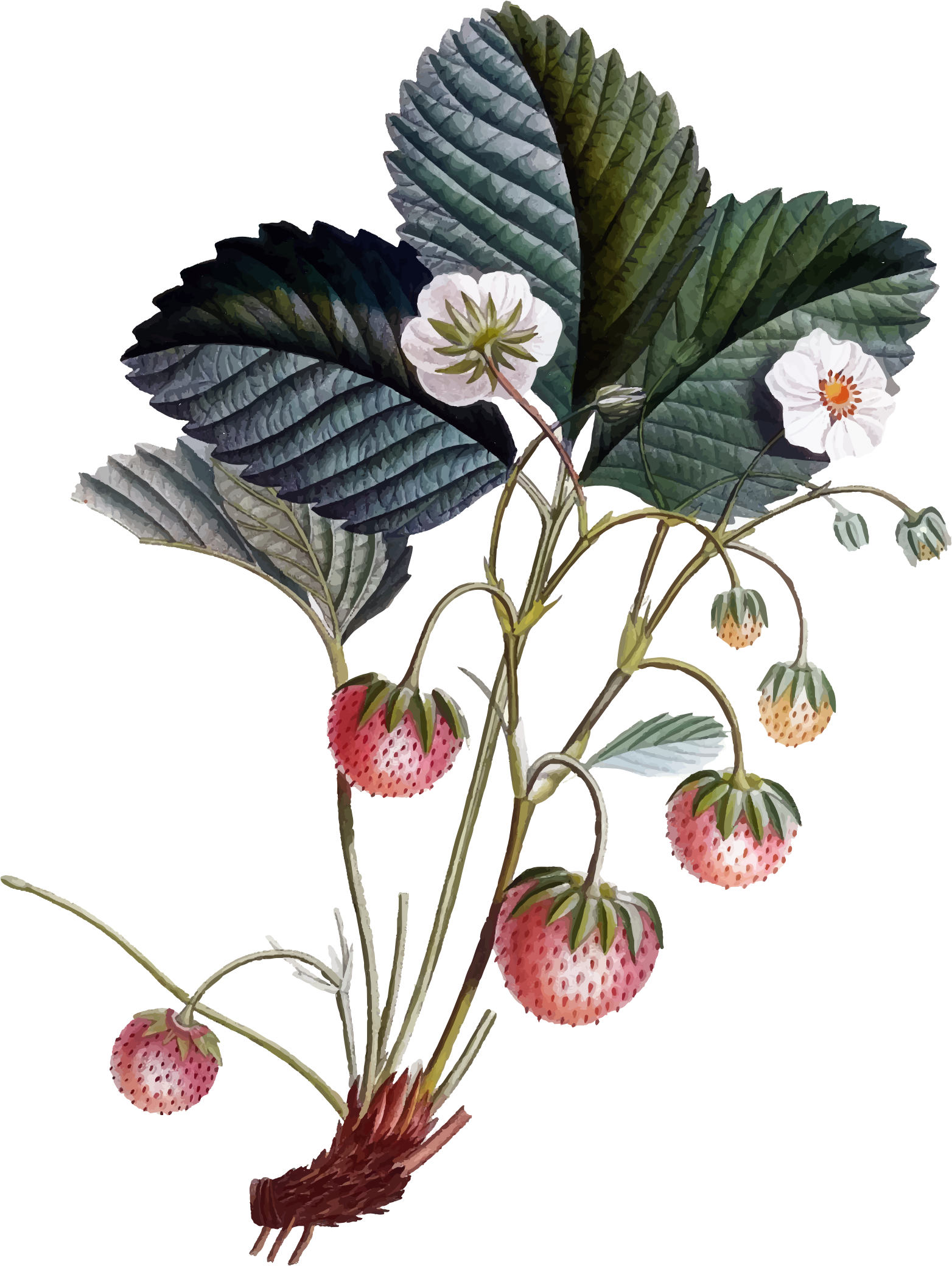 Download Strawberry Flower Clipart - Botanical Illustration - ClipartKey