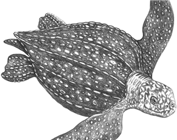 Download Leatherback Sea Turtle Png - ClipartKey