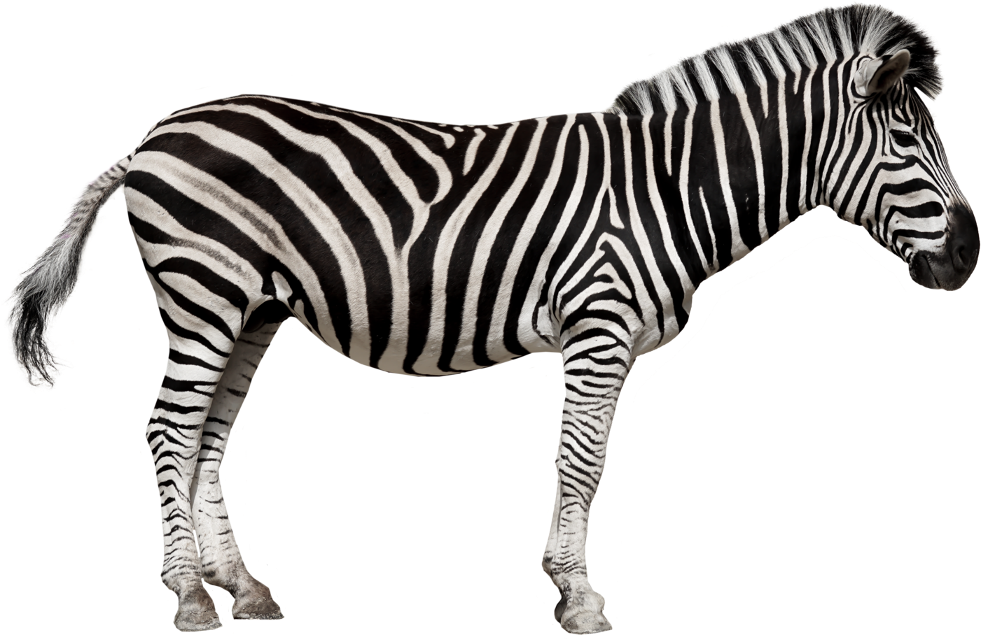 Download Zebra In French - ClipartKey