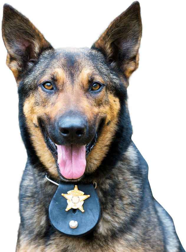 Download Transparent Police Dog Png - Police Dog Portrait - ClipartKey