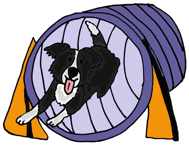 Download Border Collie Agility Cartoon - ClipartKey
