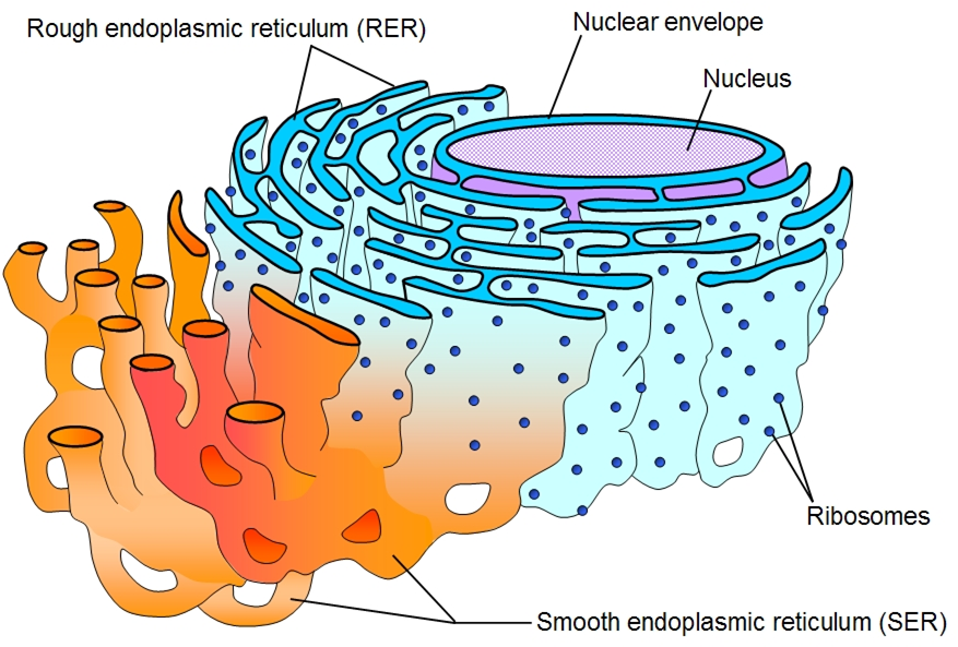 Download Rough Endoplasmic Reticulum - ClipartKey
