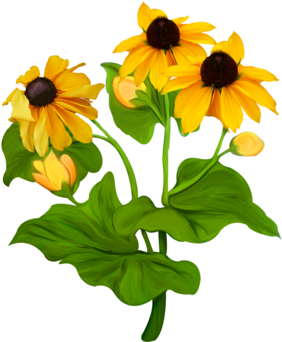 Download Transparent Black Eyed Susan Png - Black Eyed Susan Flowers ...