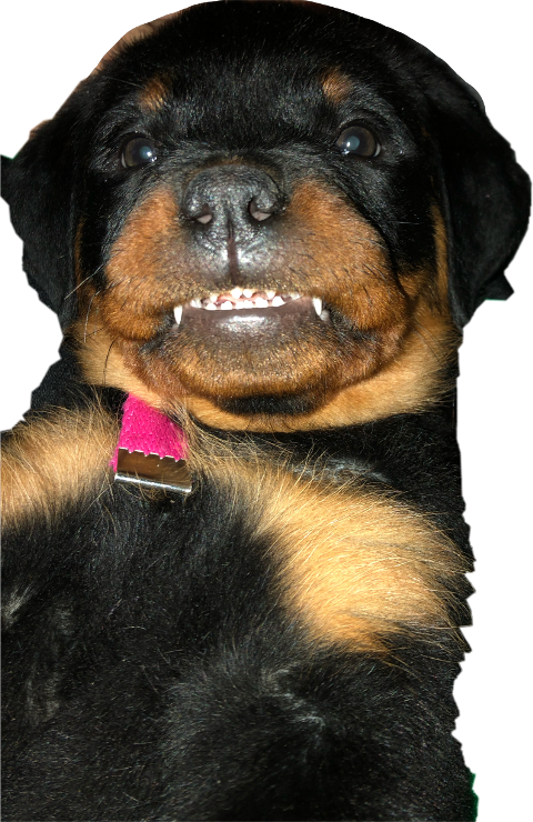 Download Rottweiler Freetoedit - Austrian Black And Tan Hound - ClipartKey