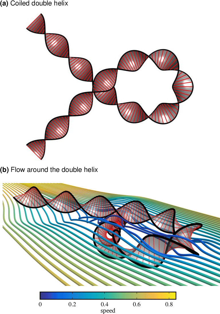 Download Plan View Of A Double Helix With Straight Ends, Coiled ...
