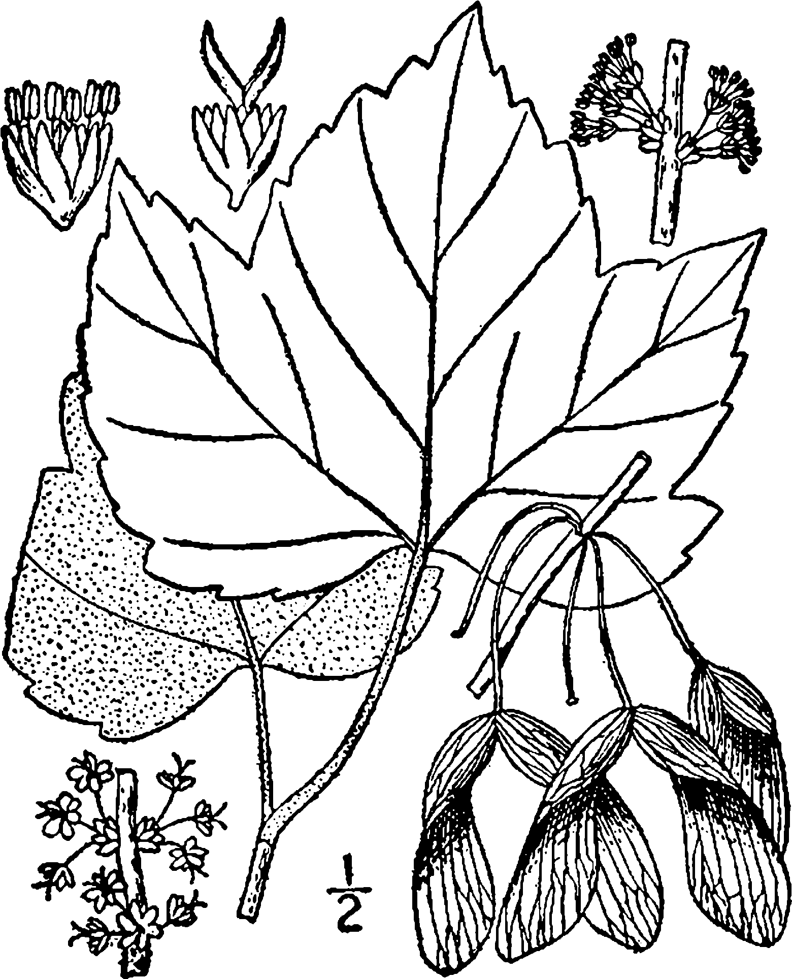 Download Bark Drawing Cottonwood - Maple - ClipartKey