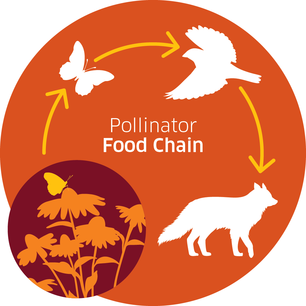 Download Pollinator Food Chain Infographic The Food Source Hierarchy ...