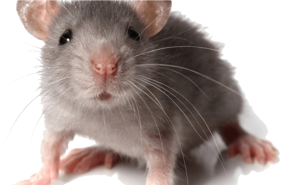 Download Transparent Dead Rat Png - Baby Mouse Transparent Background ...