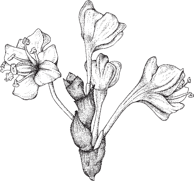 Download Bud Drawing Plant - Scientific Flower Drawing Png - ClipartKey