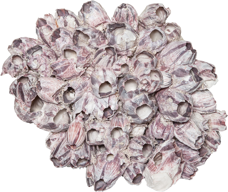 Download Clip Art Barnacles Images - Transparent Barnacles - ClipartKey