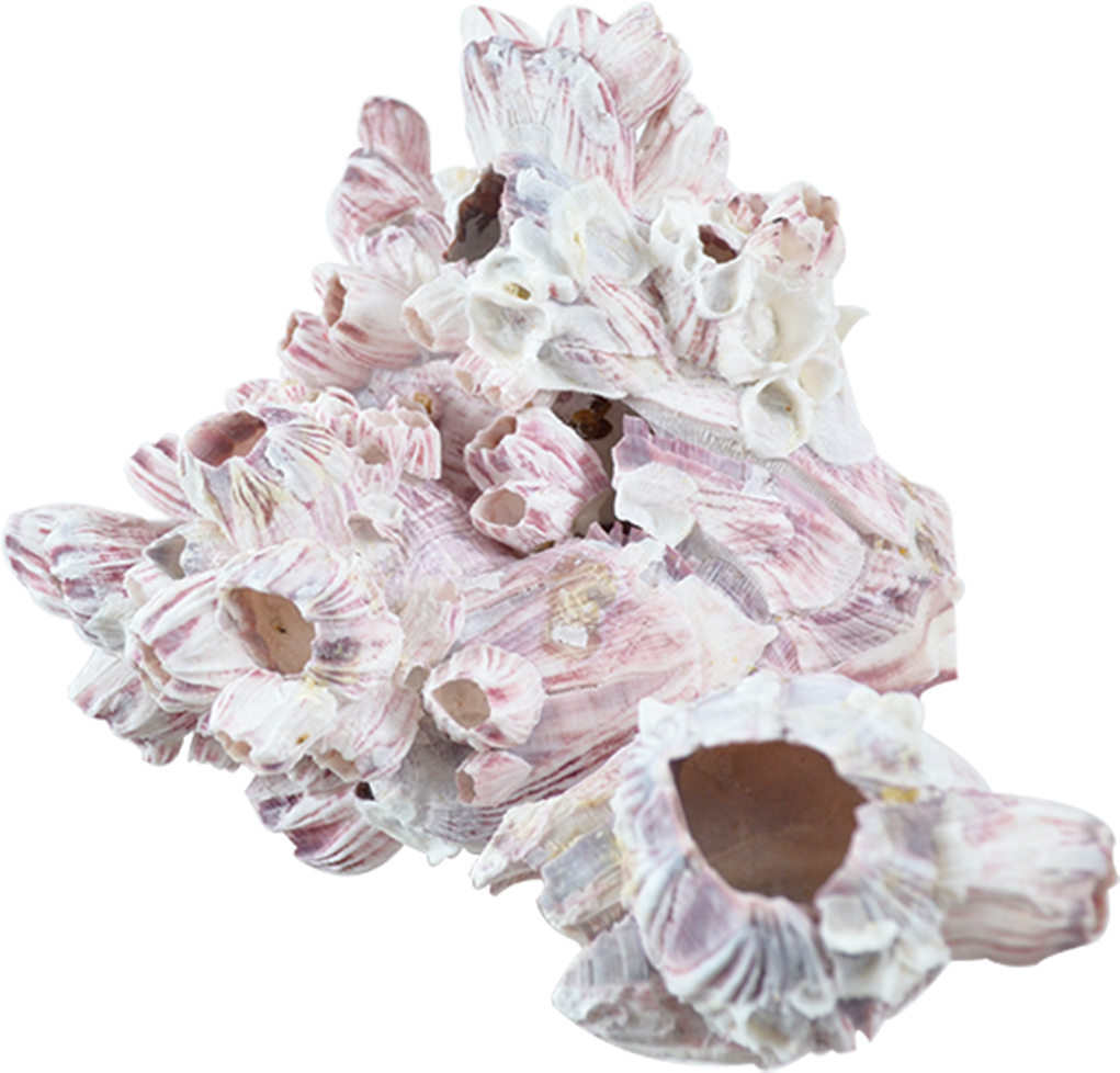 Download Clip Art Barnacle Cluster Various Sizes - ClipartKey