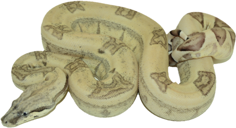Download Burmese Python Rock Python Clipartkey