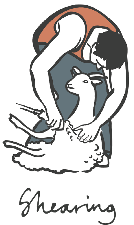 Download Skye Weavers Shearing - Illustration - ClipartKey