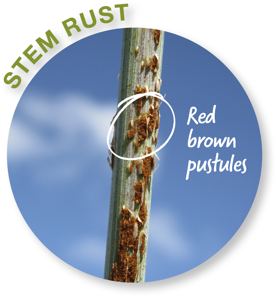 Download Rust Clipart - ClipartKey