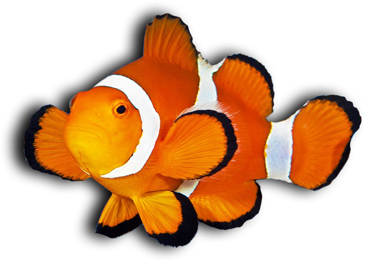 Download Clown Fish Png - Clown Fish Transparent Background Clipart ...