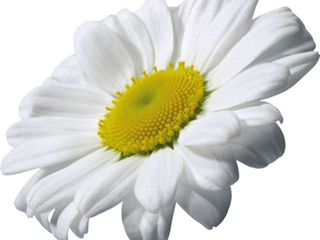 Download Daisy Clipart Transparent Background - Transparent Background ...