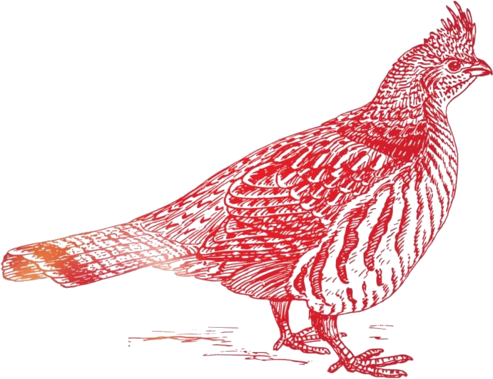 Download Ruffed Grouse Bird Png Clipart Image For Download - Grouse Png ...