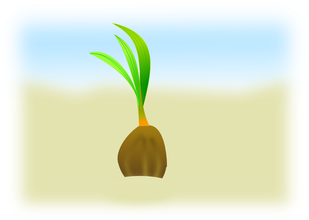 Download Coconut Seeds Vector Clipart Seed Clip Art - Seed Germination ...