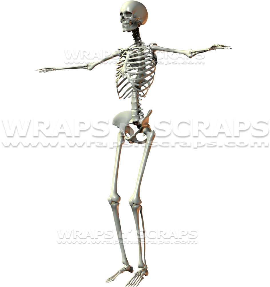 Download Clip Art Female Skeleton Anatomy - Skeleton - ClipartKey