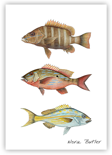 Download Snook Drawing Mangrove Snapper - Bluegill - ClipartKey