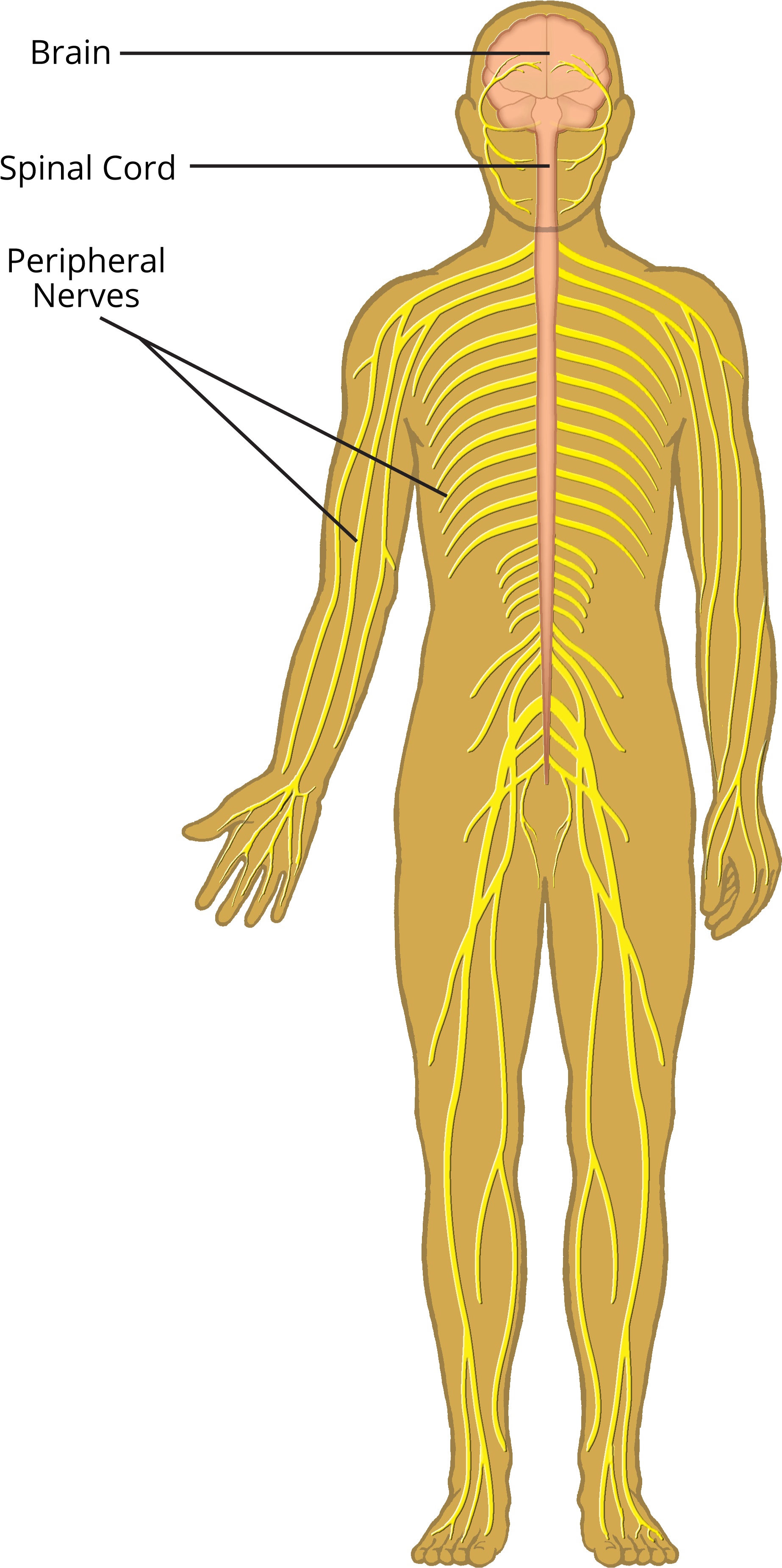 Download Clip Art Nervous System Pictures - Peripheral Nervous System ...