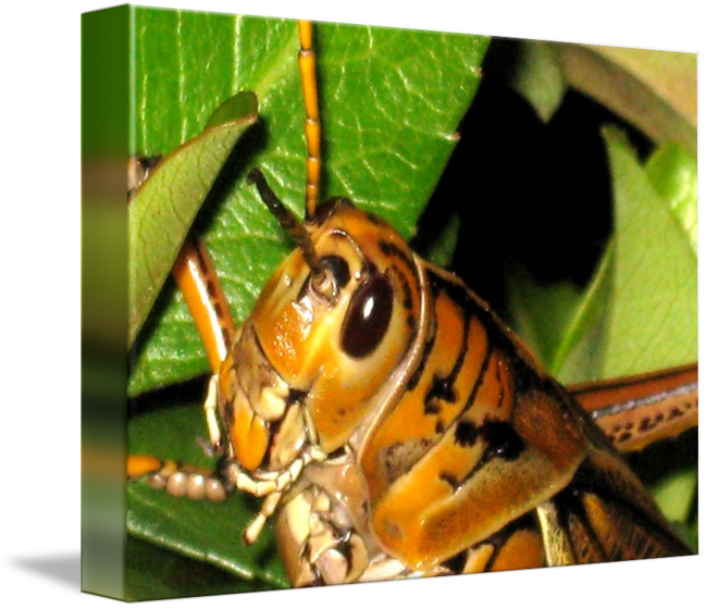 Download Transparent Locusts Clipart - Hornet - ClipartKey