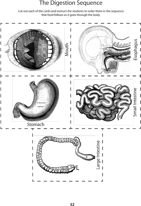 Download Digestive System Cut Outs - ClipartKey