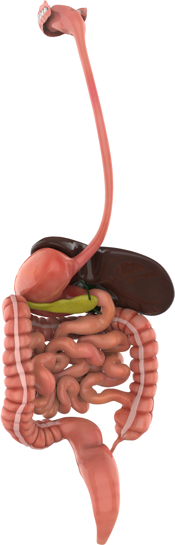 Download Illustration - ClipartKey