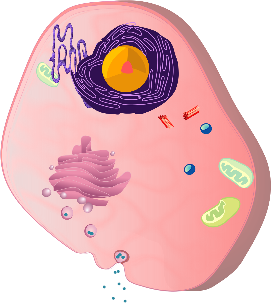 Download Celula Eucariotica Clip Arts - Celula Sticker - ClipartKey