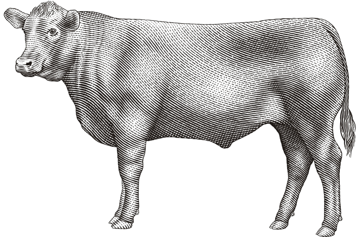 Download Black Angus Bull Drawing - ClipartKey