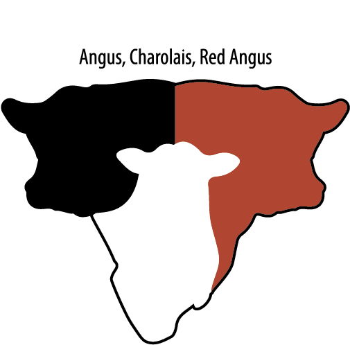 Download Dobson Cattle - Angus Cattle - ClipartKey