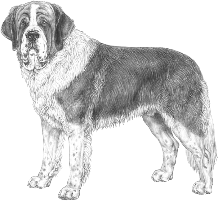 Download Saint Bernard Dog Transparent Stock - St Bernard Dog Drawing ...
