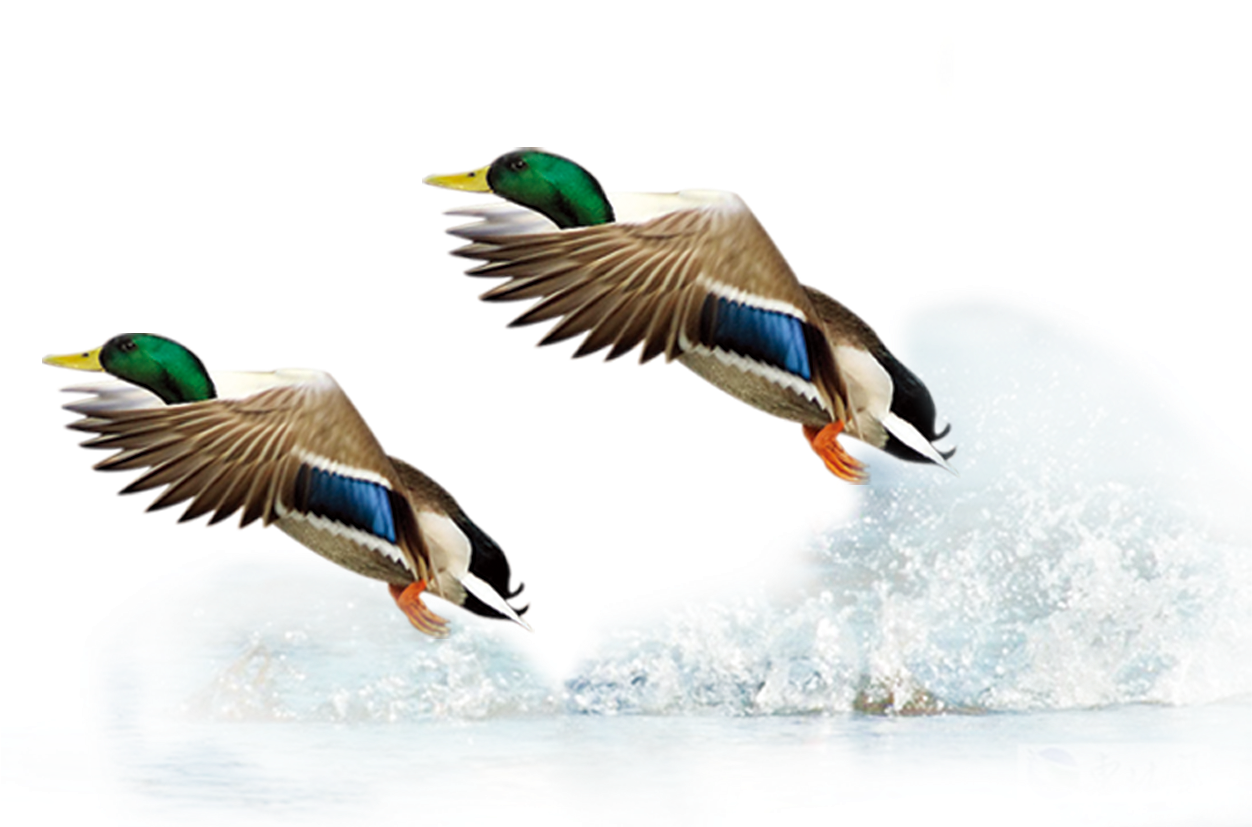 Download Mallard Duck Flight Bird - ClipartKey
