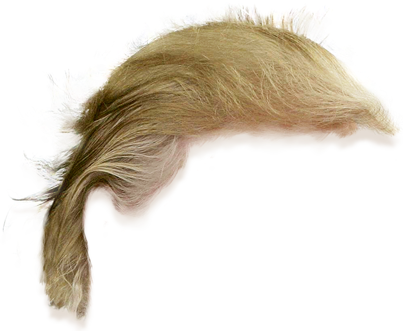 Download Donald Trump Hair Png - ClipartKey