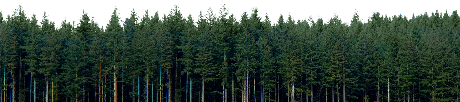 Download Transparent Pine Trees Png - High Resolution Pine Trees ...
